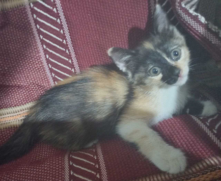Милые котята , в добрые руки