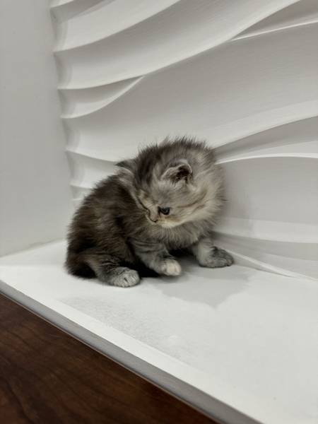 Котята скотишфолд