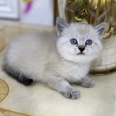 Серебристая шиншилла медвежаты Шикарные