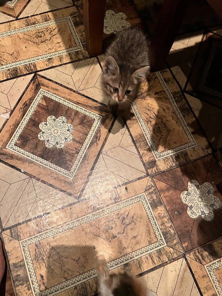 Бесплатно котята ищут дом