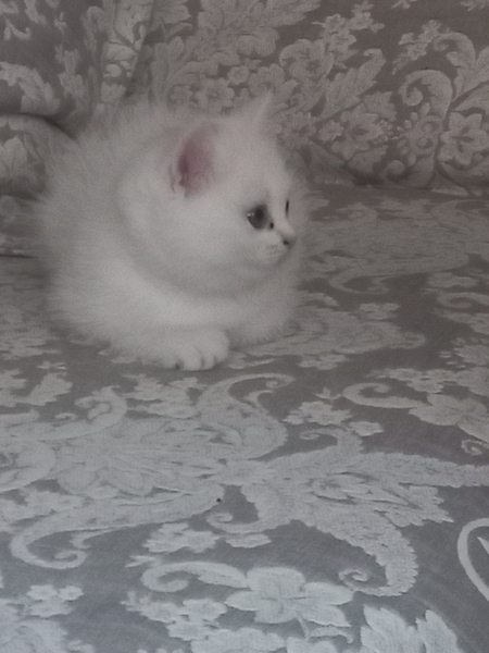 Продам кошечка 2 месеца