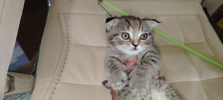 Шотландская шотландский котенок