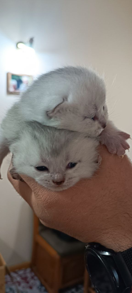 Вязка Шикарные коты Шиншиллы