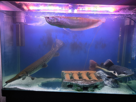 Aravana aligator som -Панцирная щука Аллигатор, ореновский сом, Араван