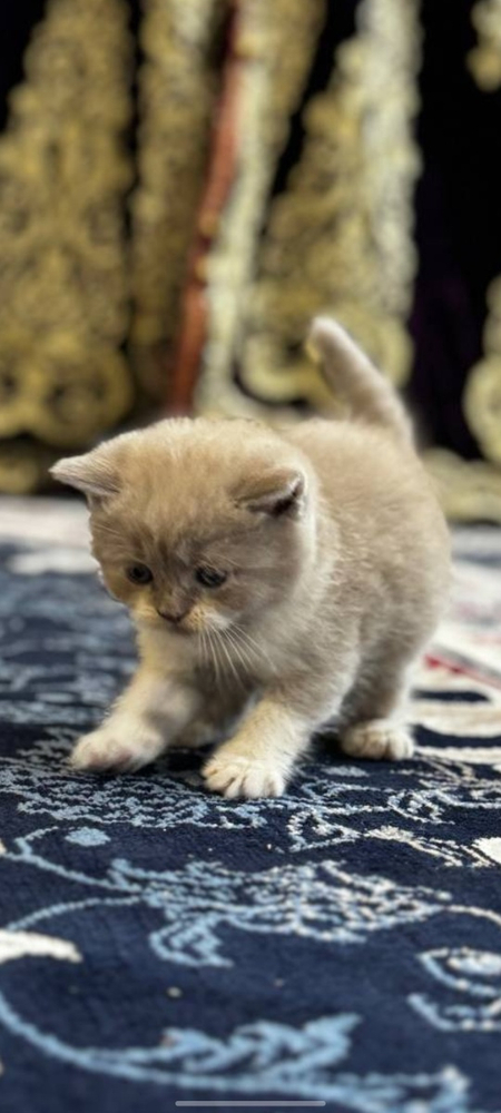 Продаются котята