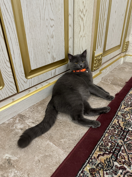Шотланский скотиш страйт для ВЯЗКИ не продоется (Сотилмайди)