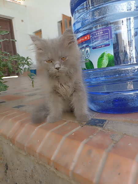 Продам котёнка породистого