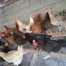 Продаются домашние куры и цыплята