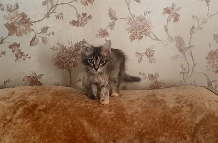 В хорошие руки котёнок девочка