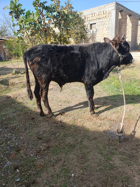 Boqma buqcha sotiladi