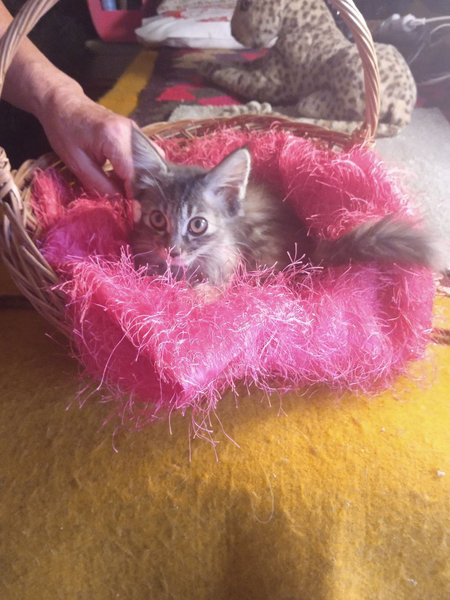 Продам котят в хорошие руки