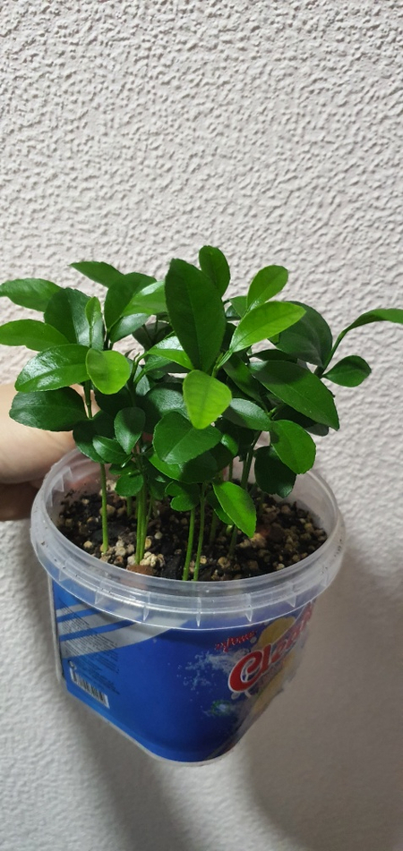 мандарины из косточек
