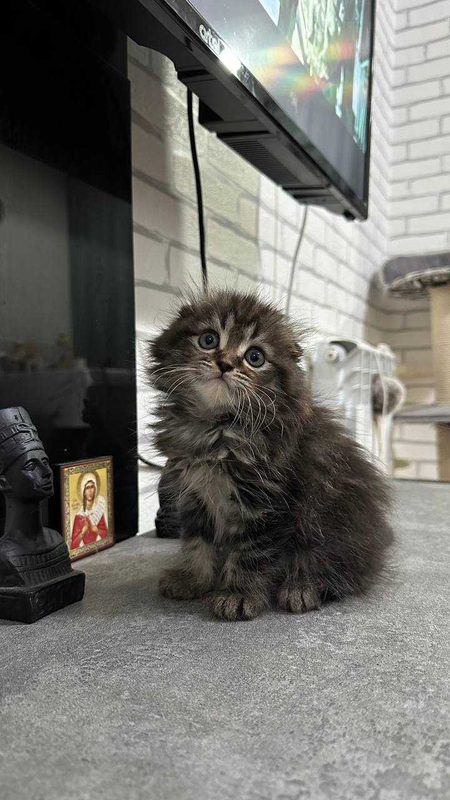 Котенок скоттиш фолд