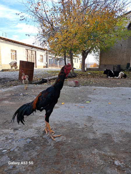 Dakan xuroz sotiladi