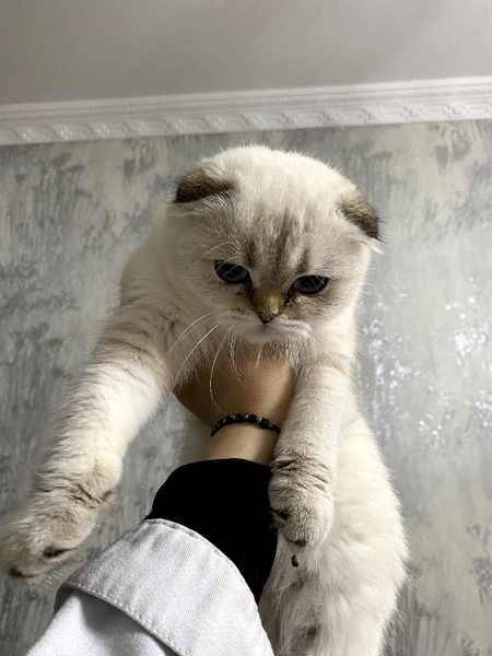 Продается Кошка Шотландские выслоухие