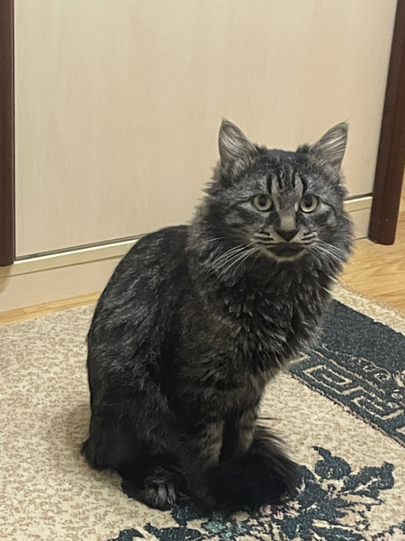 Сибирского кота в хорошие руки