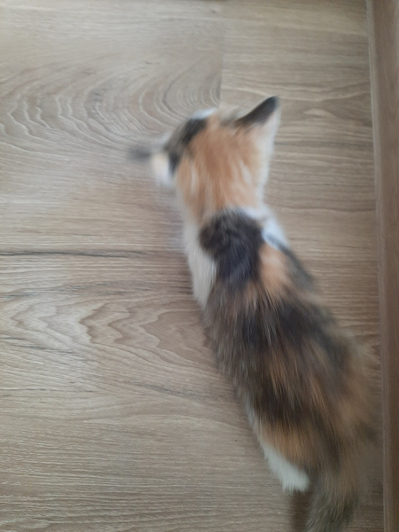 Котята в хорошие руки