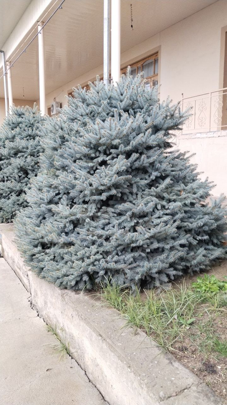 Голубой ель кучат