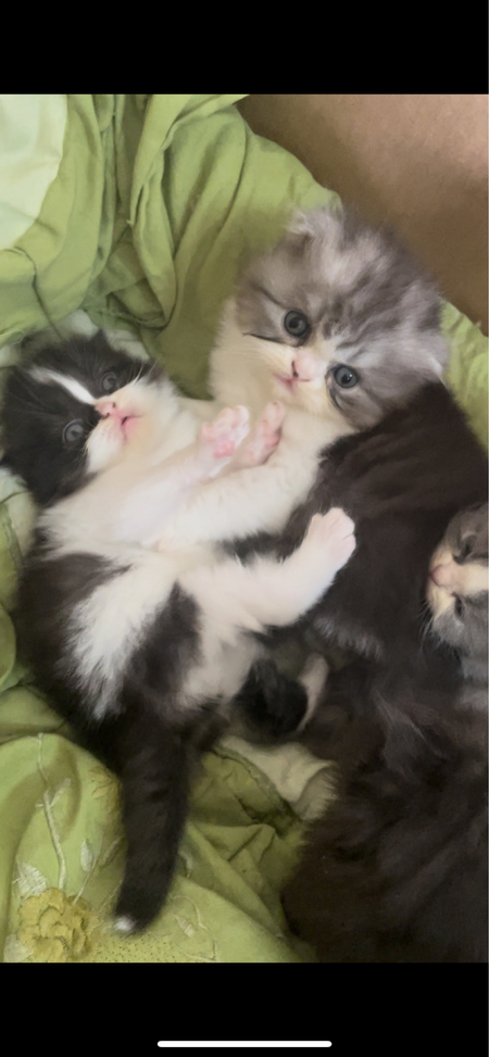 7 шотландских котят