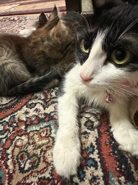котики ищут себе дом