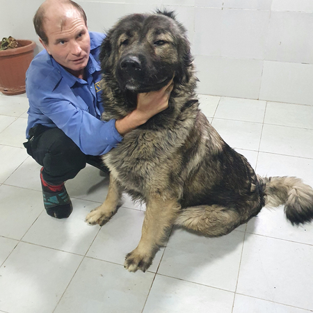 Продаются шикарные кавказской