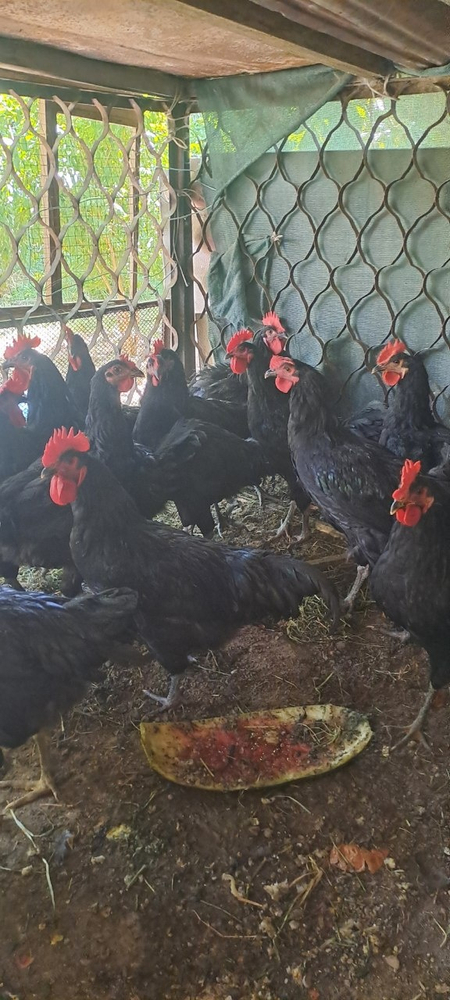 Qora shahzoda tovuq+xoʻrozlari  6 oylik.endi tuxumga kiradi 70 ta jami