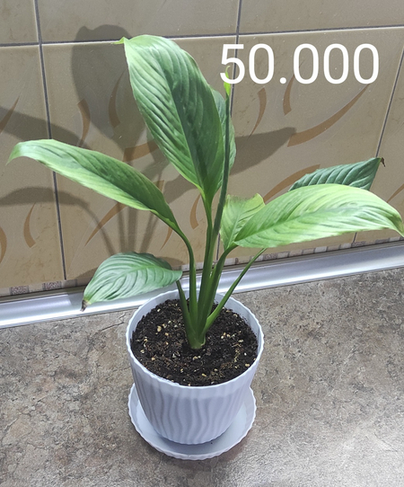 Комнатные растения по 50.000