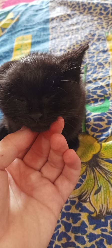 Sibir xoti qiz mushuk zoti zor aqilli orgatilgan