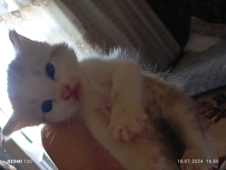 Продам котят порода шиншилла и ангорка
