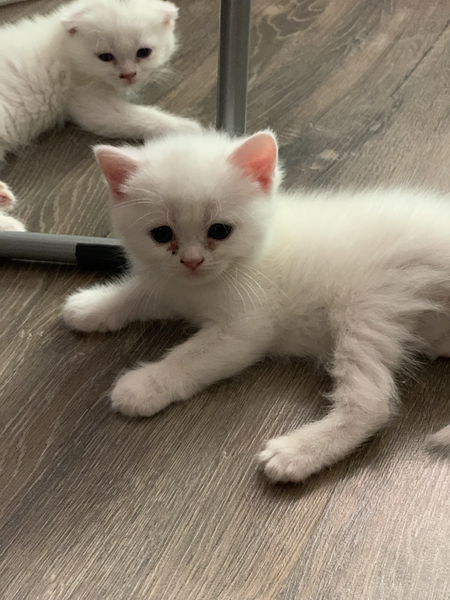 Скоттиш фолд и страйт