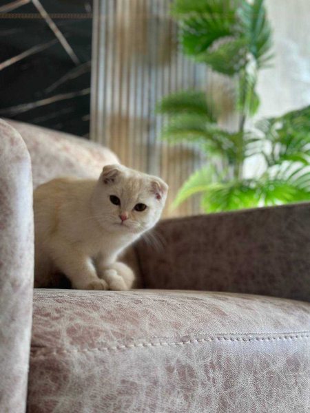 Котята скоттиш фолд и скоттиш страйт