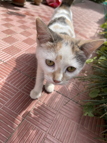Отдаем котят в добрые руки