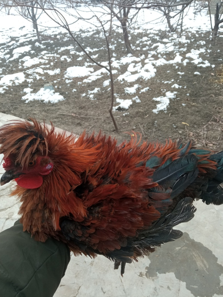 Yapon xōroz va yapon tovuq chapa qanot zotiga mansub