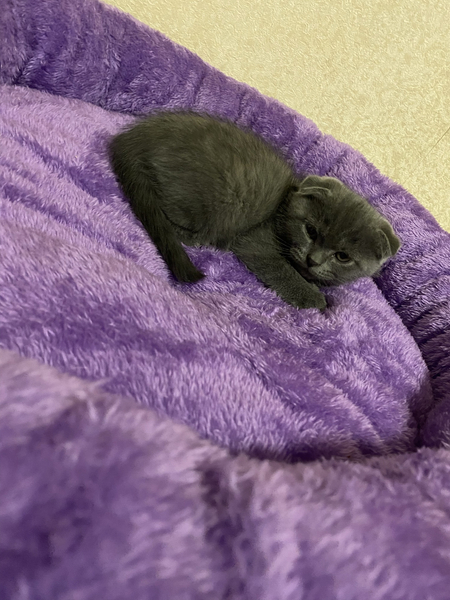 Скоттш страйт