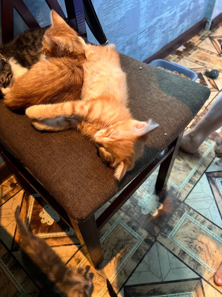 Бесплатно котята в любящие руки