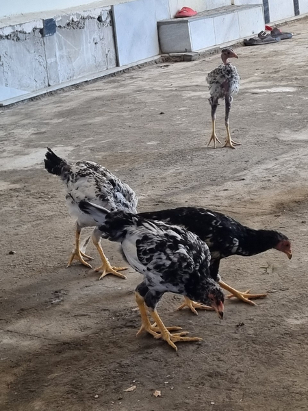 Kulangilar sotiladi