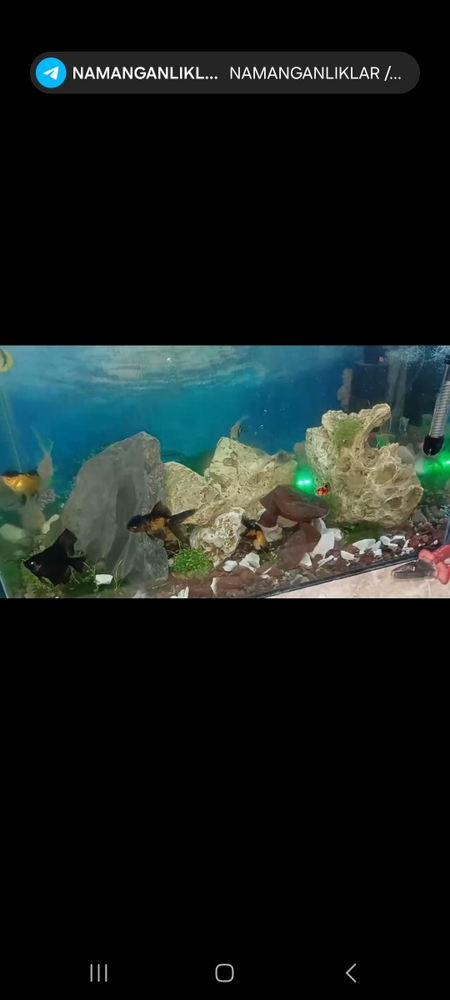 AQUAFISh (akvarium yasash)