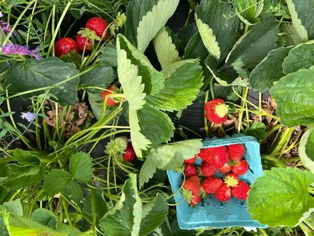 Qlubnika kochatlari