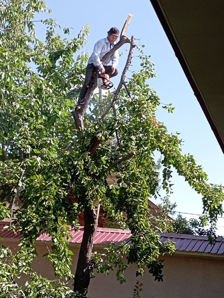 Обреска. Деревья