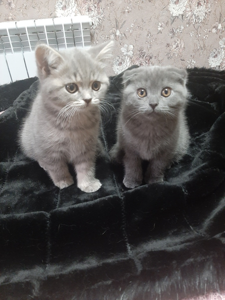 Шотландские котята