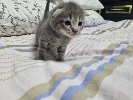 Котята Scottish fold и Scottish straight