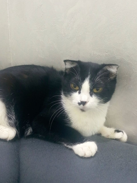 Котята очень умные и игривые.