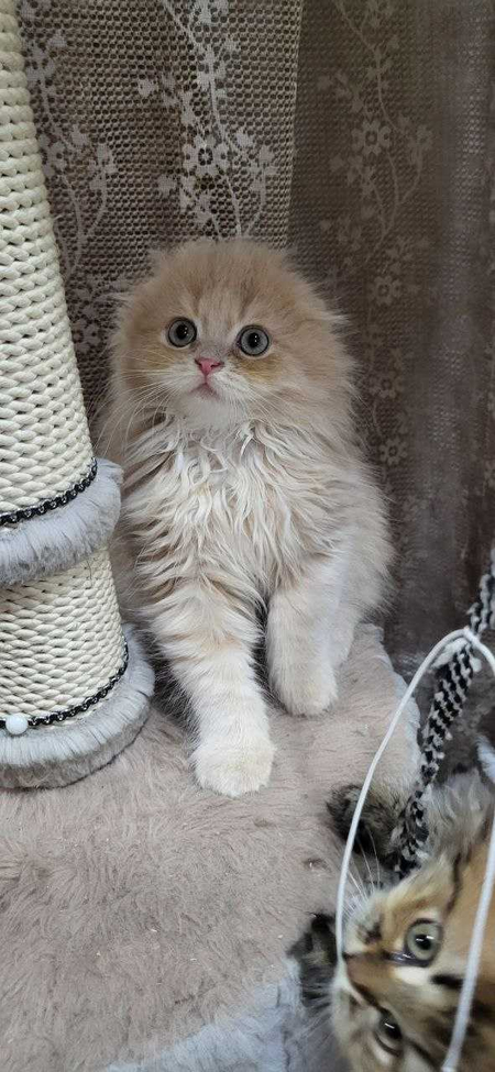 Продаётся кошка, мальчик, scotish fold, правильная вязка.