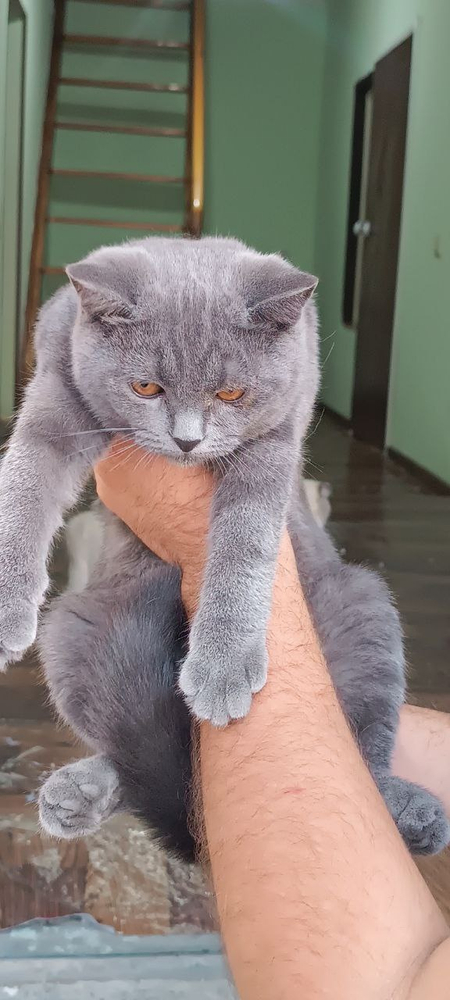 Продаётся котенок