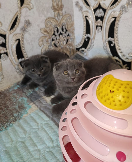 Продаются шотландские плюшевые котята