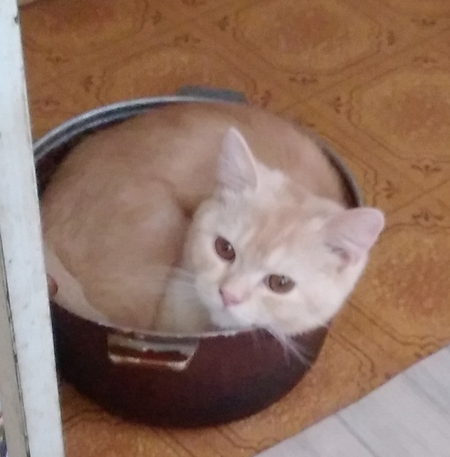 Шотландский котик мальчик 6 мес.