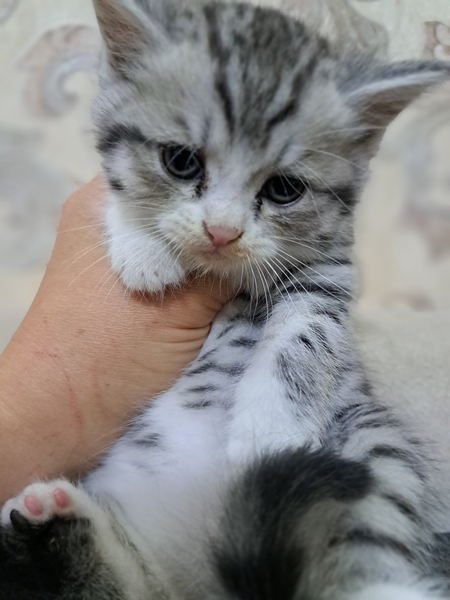 Продам котят фолды и страйты