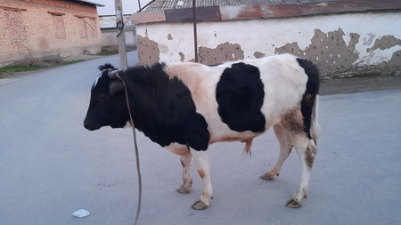 Ila zotli Buqacha