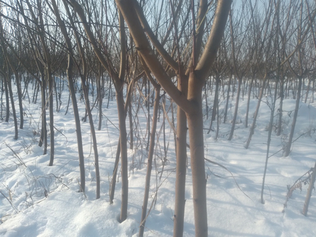 Мевали дарахтлар