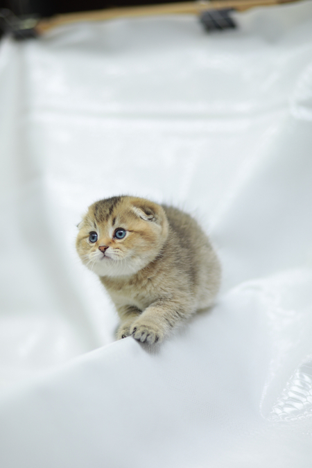 Shinshilla mushuk шиншилла кошка